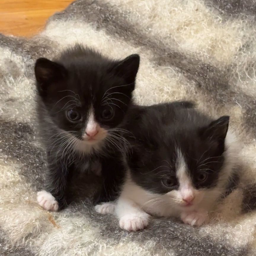 Котята 1 месяц брат и сестра