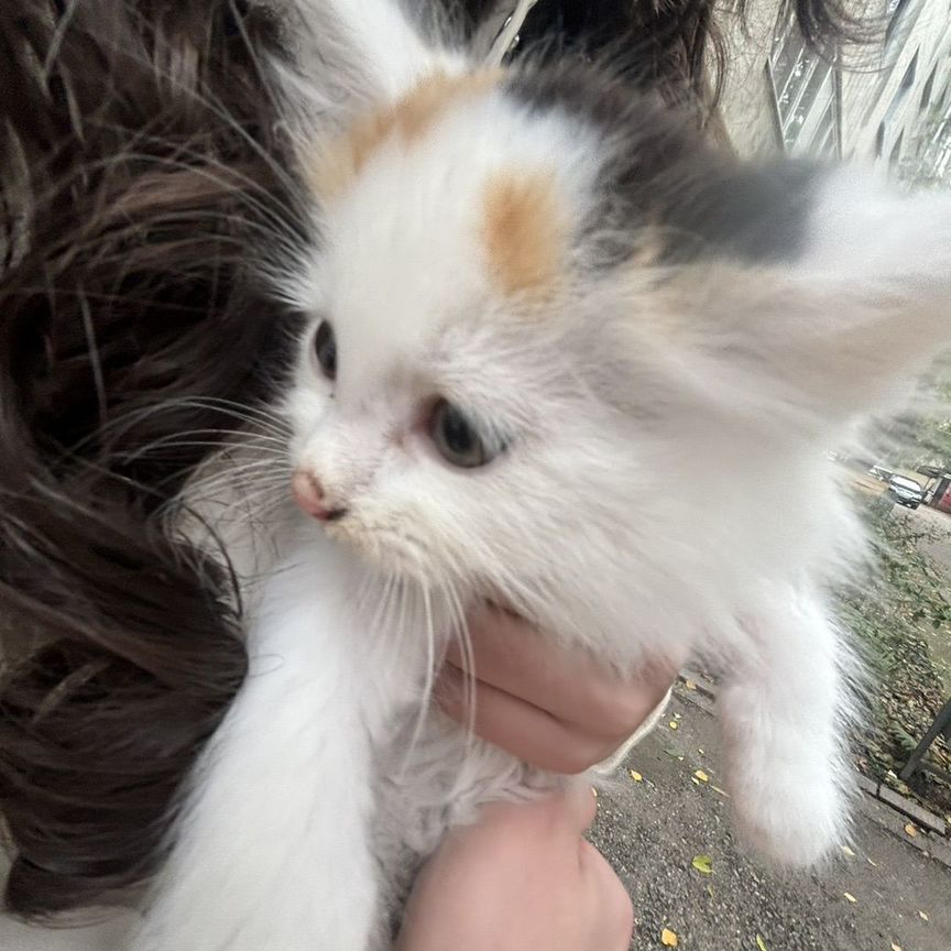 Котик бесплатно в добрые руки