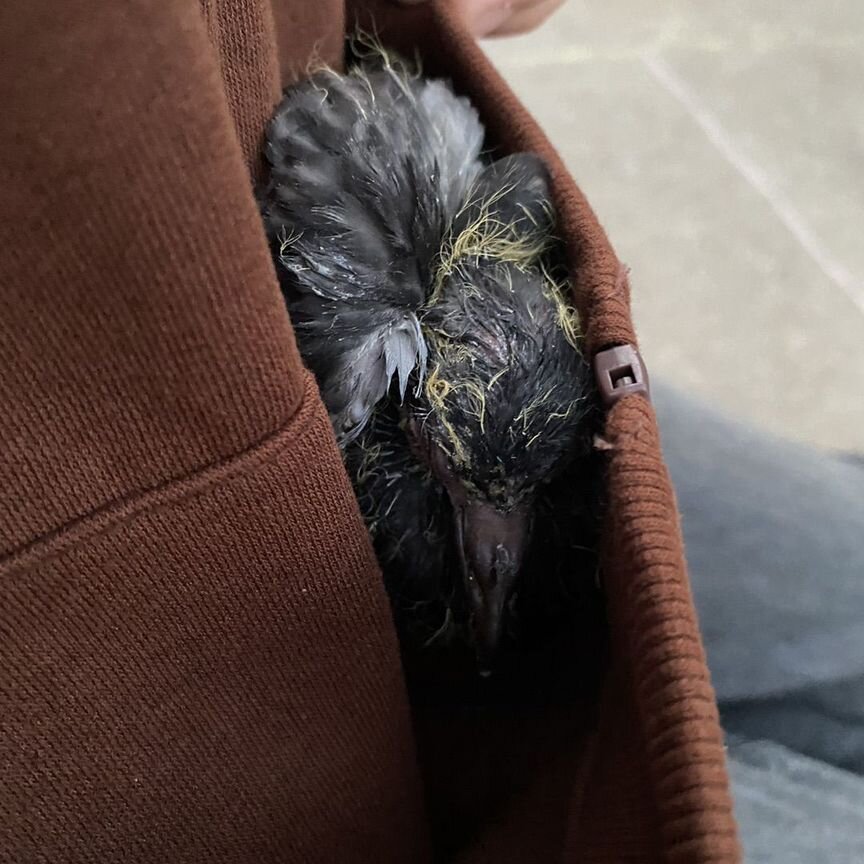 Птенец голубя