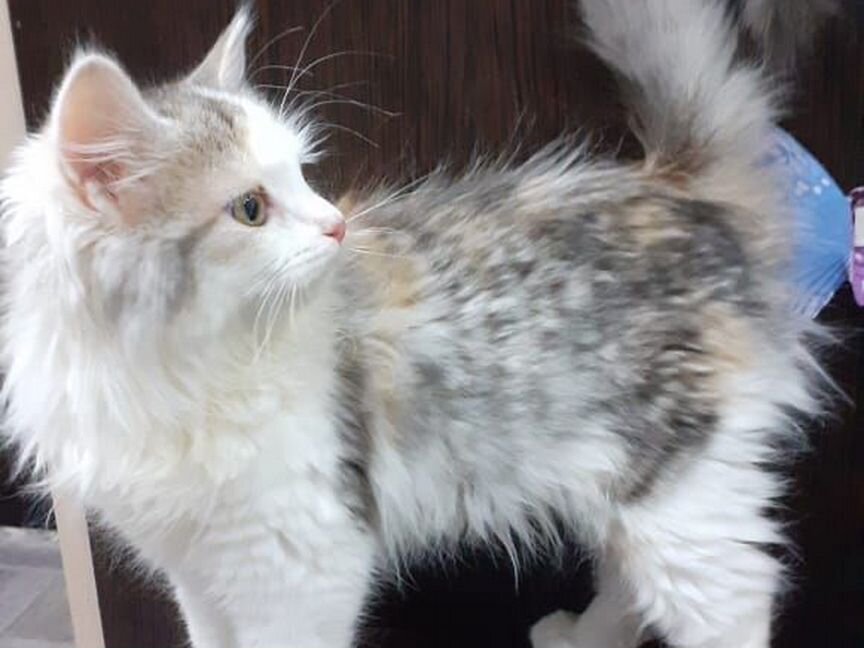 Котёнок Тося