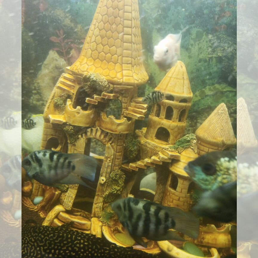 Аквариумные рыбки