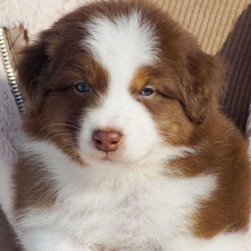 Австралийская овчарка, щенок