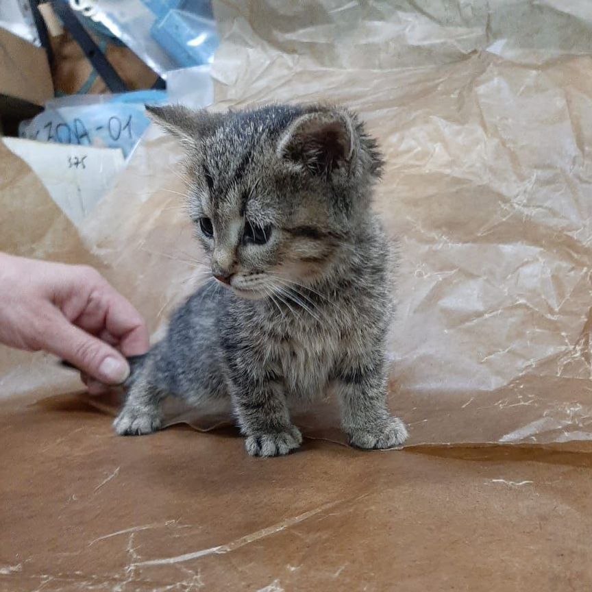 Котята в добрые руки 1 месяц