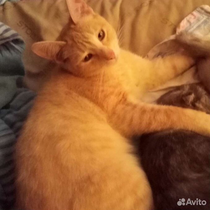 Кот Иннокентий