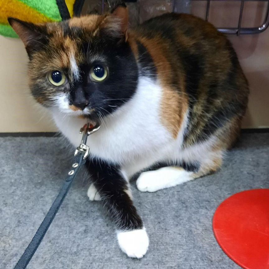 Разноцветная кошечка ищет Заботливую семью