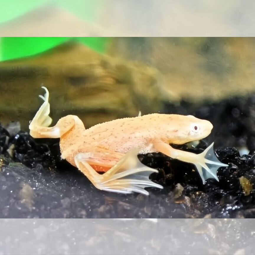 Аквариумная карликовая лягушка