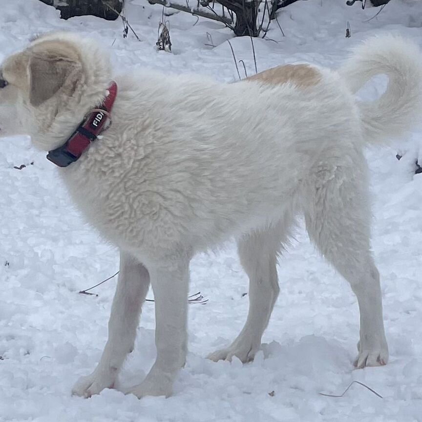 Отдам в добрые руки