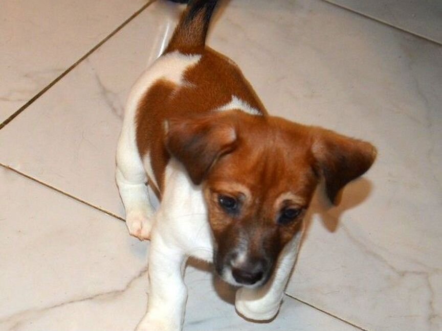 Джек Рассел терьер породные девочки с документами