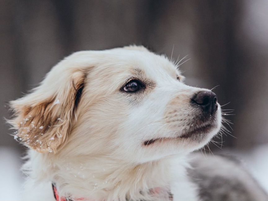 Щенок ищет дом