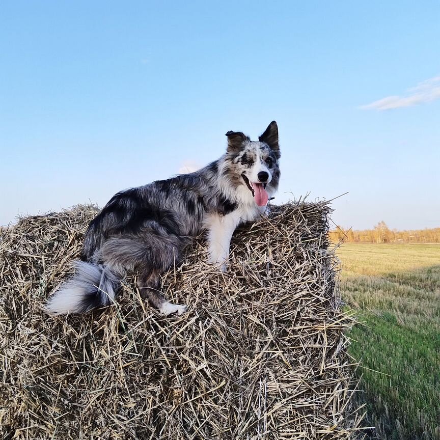 Бордер-колли вязка