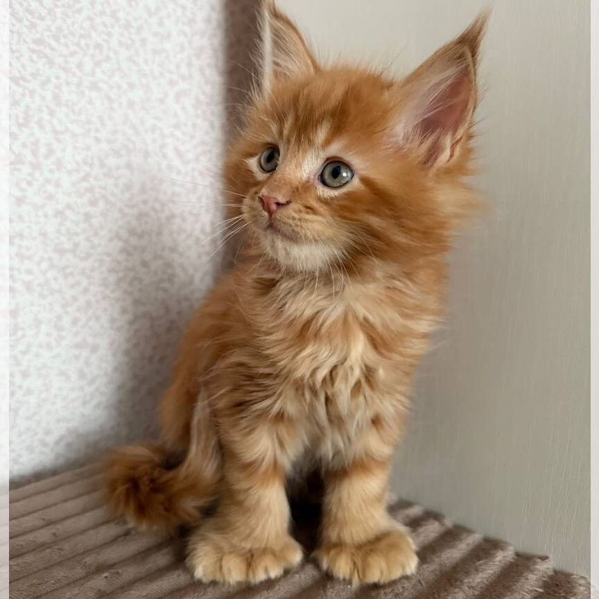 Мейн-кун котёнок