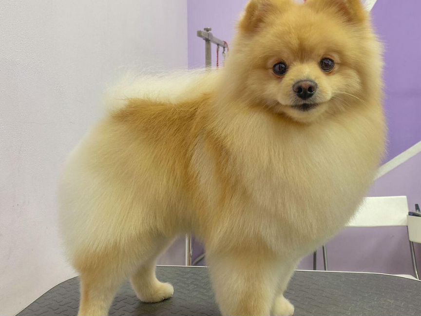 Немецкий шпиц вязка