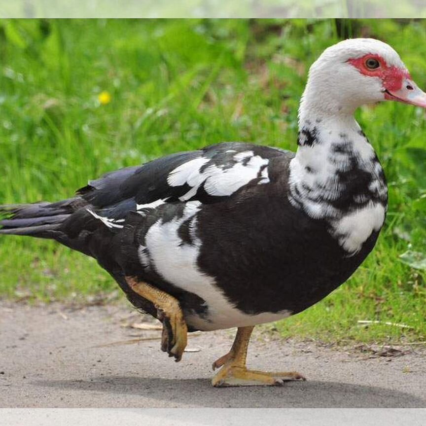 Продам индоуток