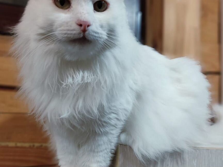 Огромный, ласковый котище в добрые ручки