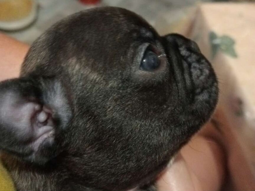 Французский бульдог щенки