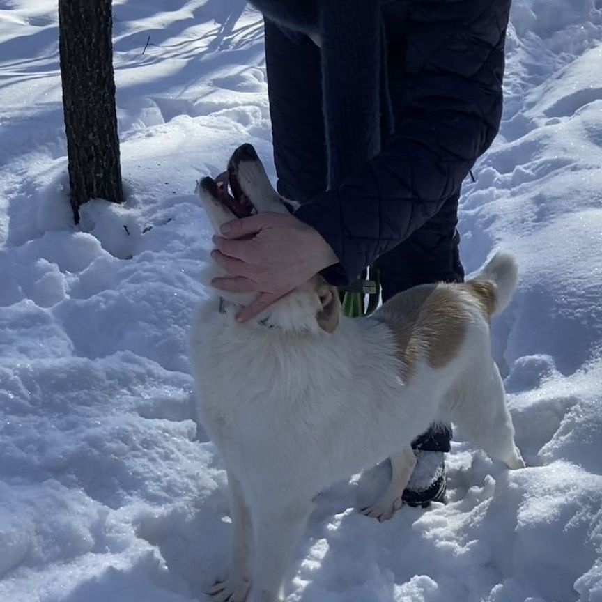 Собака