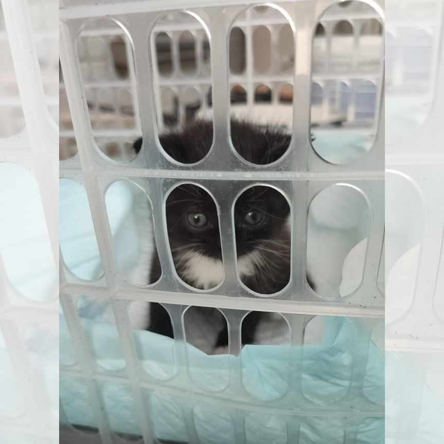 Котенок Бесплатно