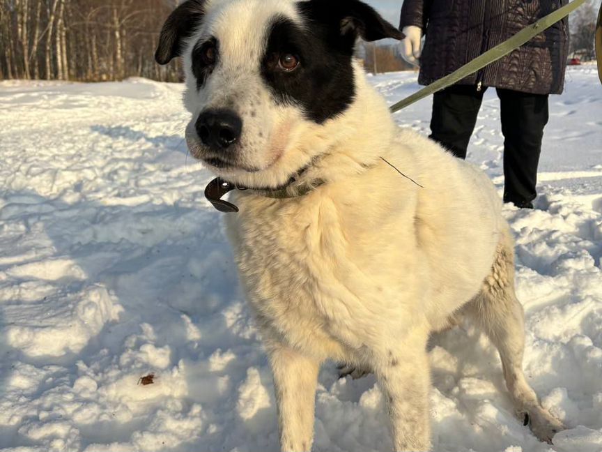 Старенький пёс Рой в добрые руки из приюта
