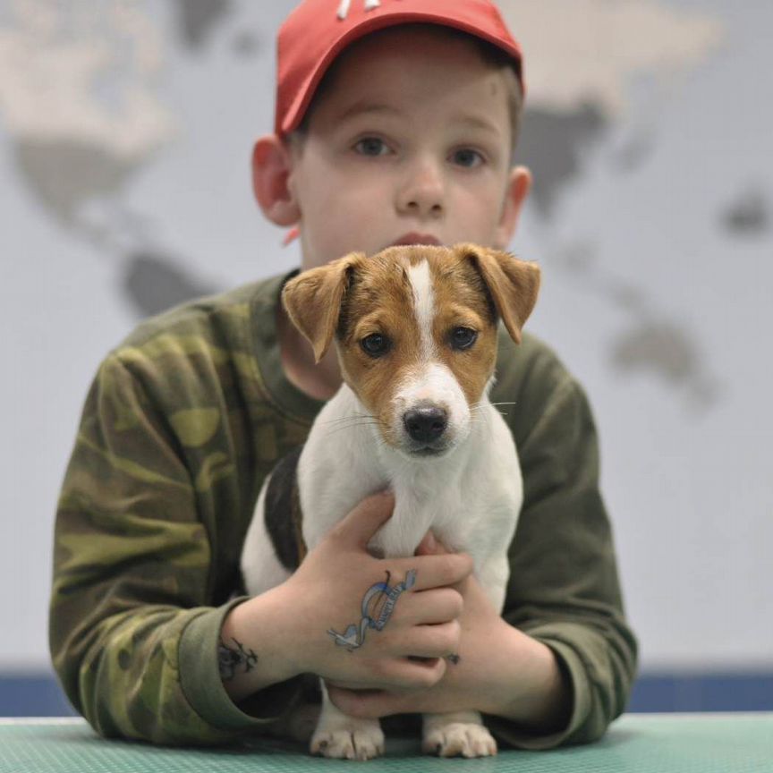 Джек-рассел-терьер, щенок