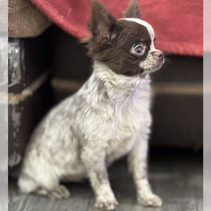 Чихуахуа, щенок