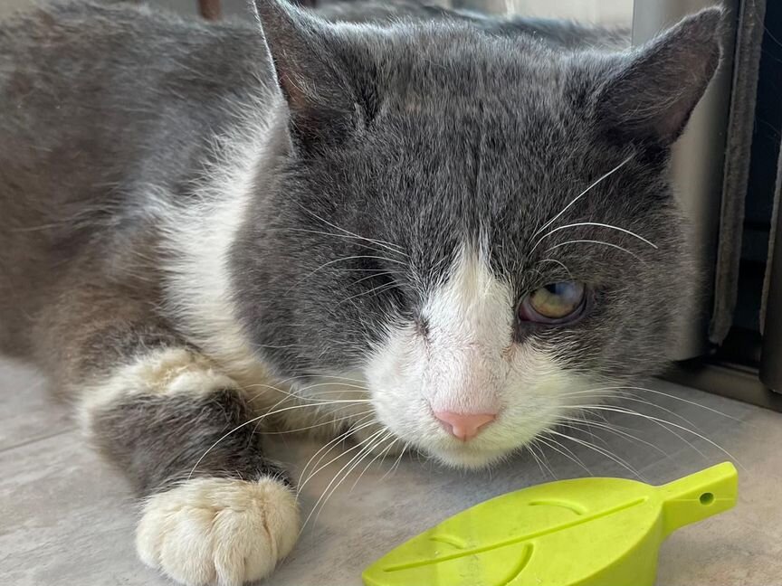 Кот Кузьмич перенес контузию