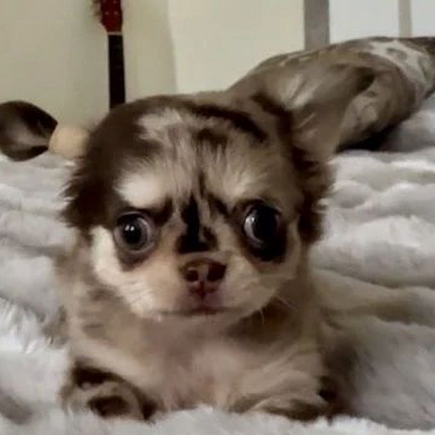 Чихуахуа, щенок