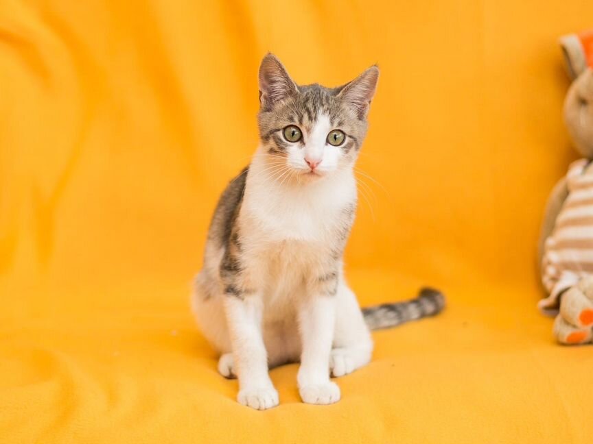Котенок ищет дом