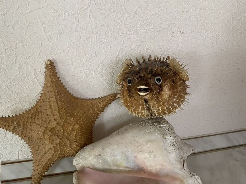 Декор-морские обитатели