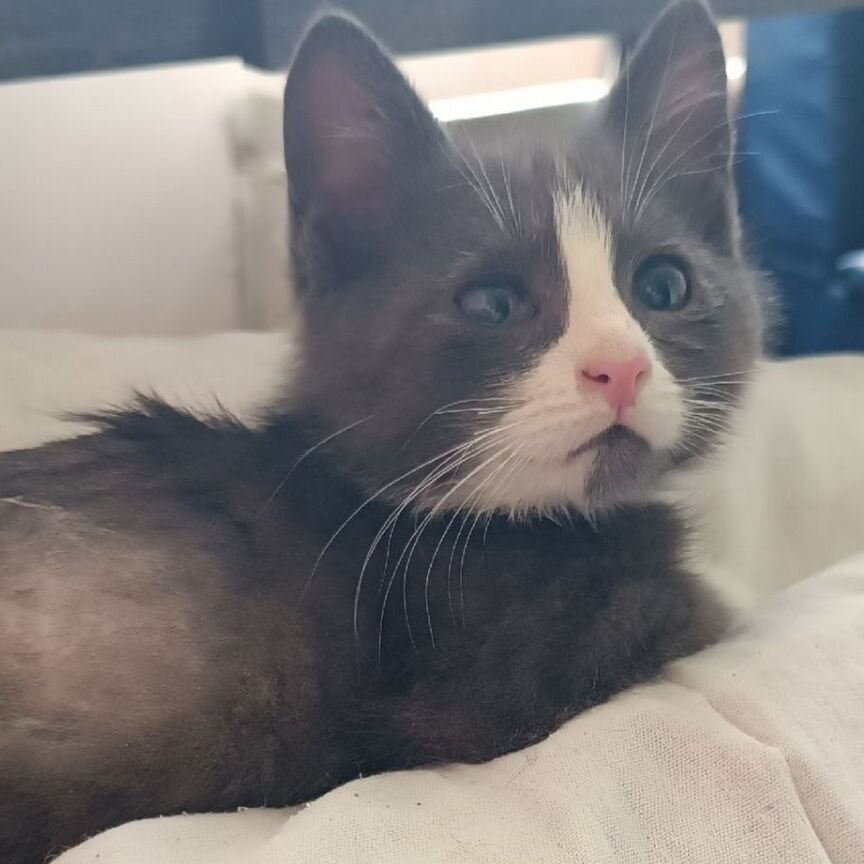 Котёнок в добрые руки