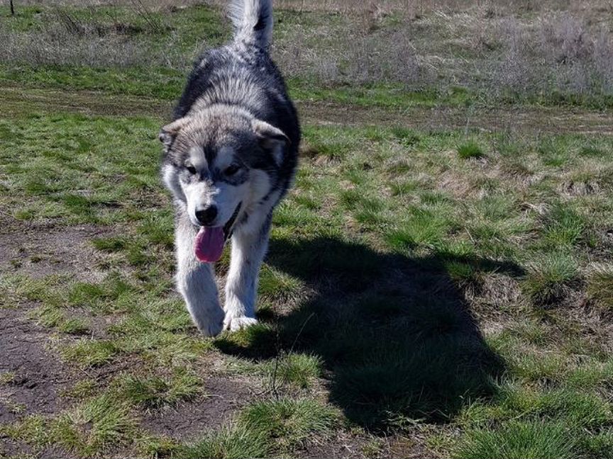 Аляскинский маламут