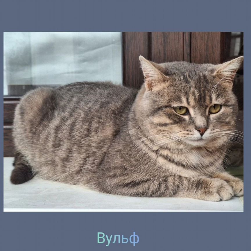 Кот Вульф гроза района