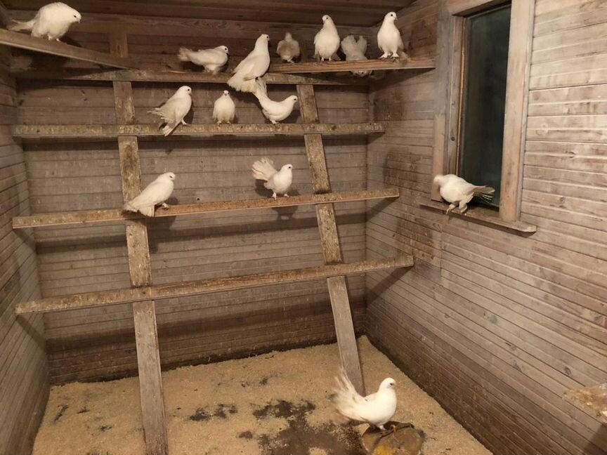 Белые хвосташки
