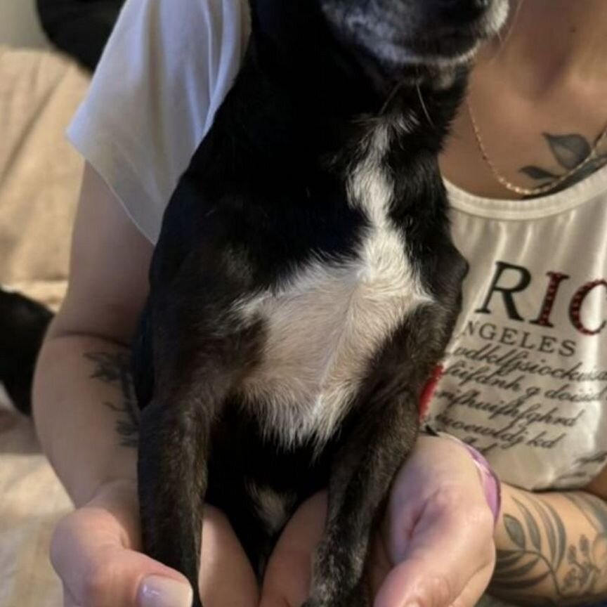 Той-терьерищет дом