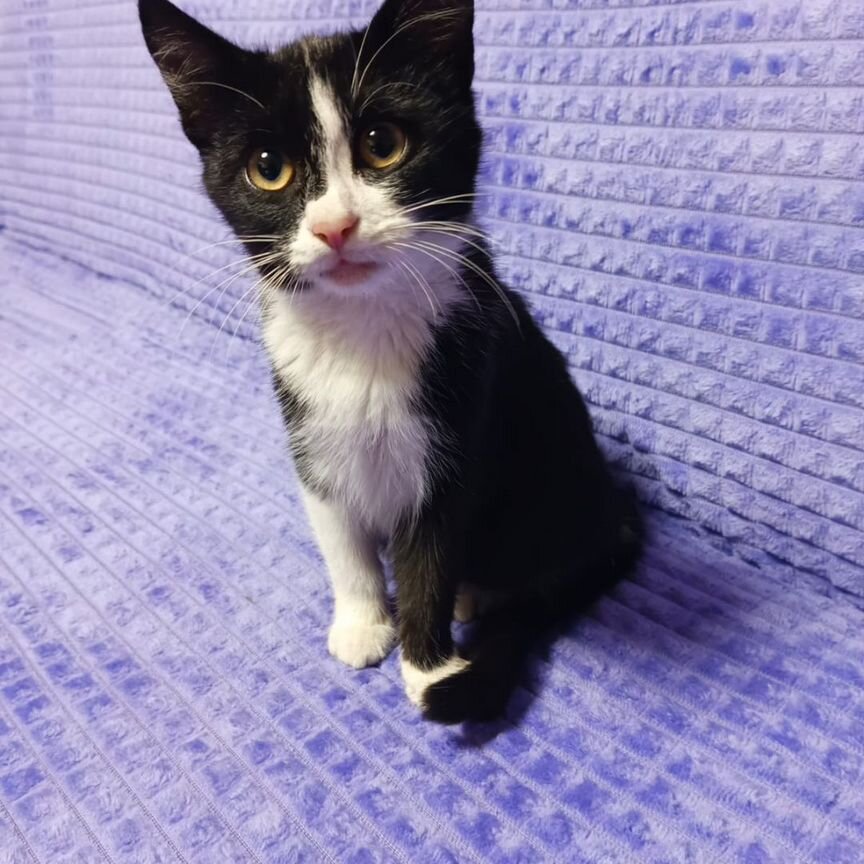 Котёнок Дуся в дар