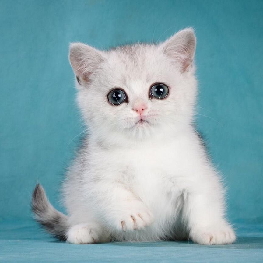 Манчкин котята, котик