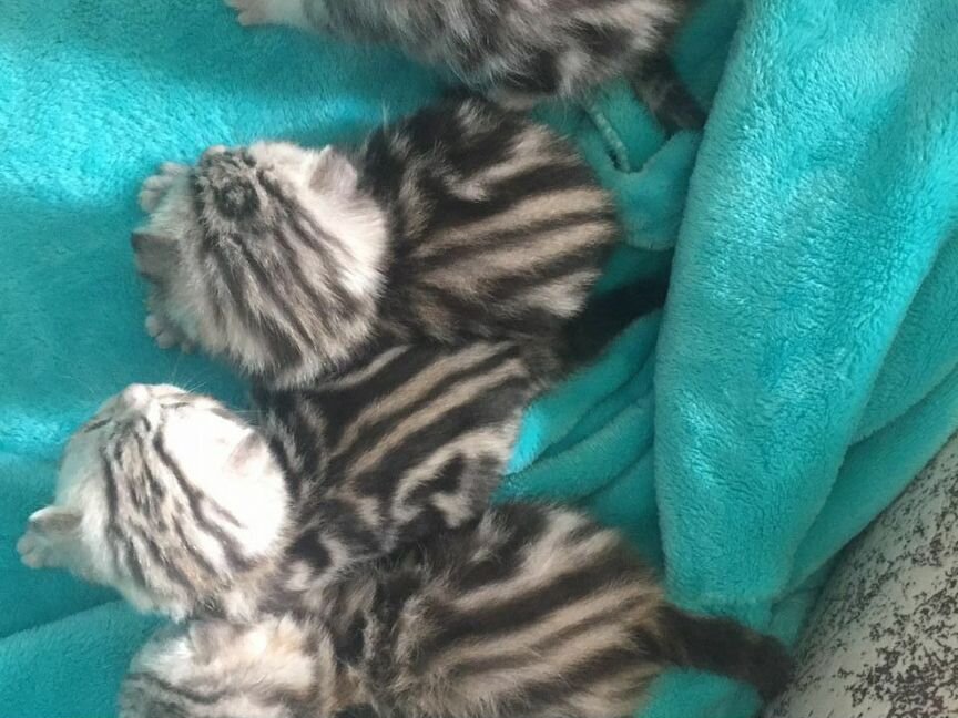 Британские мраморные котята