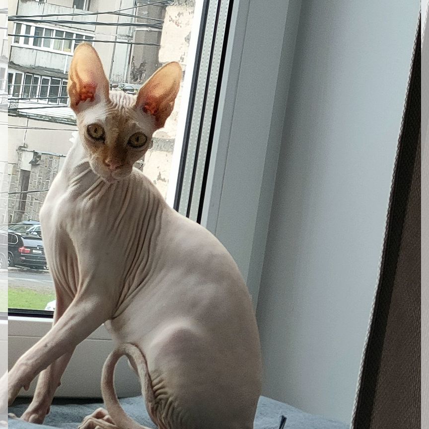 Канадский сфинкс, взрослая кошка