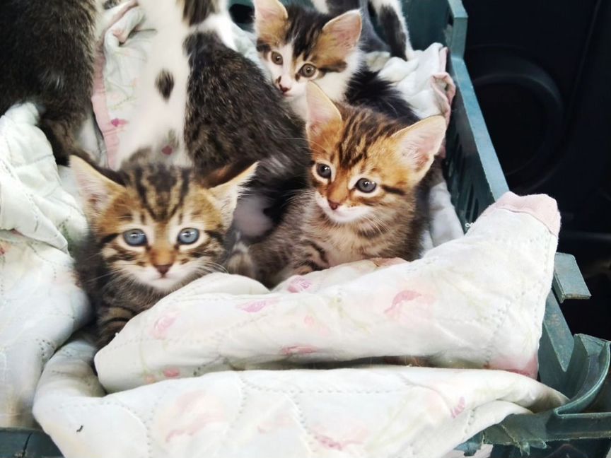 Котята в добрые руки
