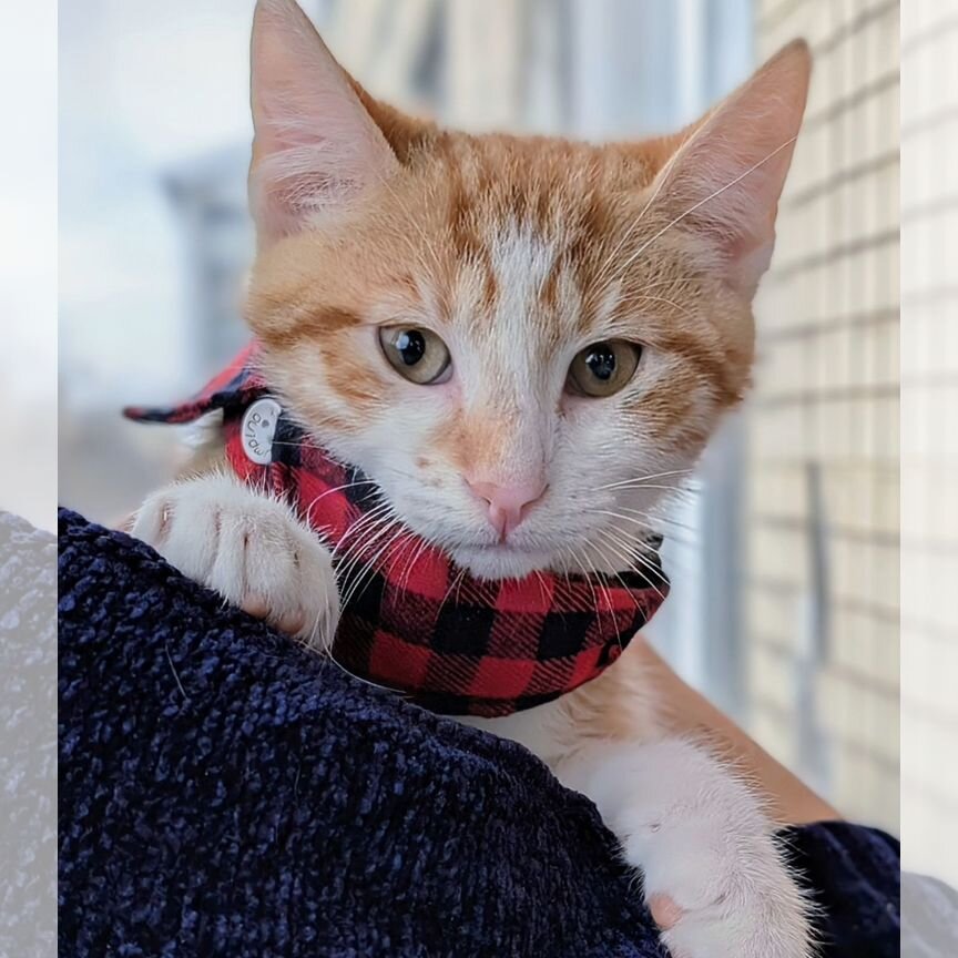 Котёнок в добрые руки