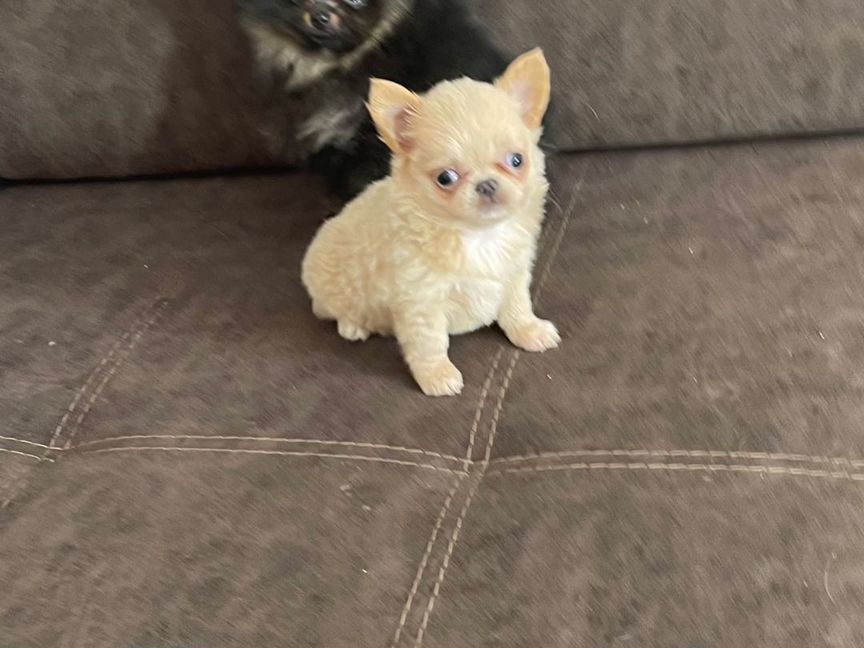 Супер мини чихуахуа Кобби