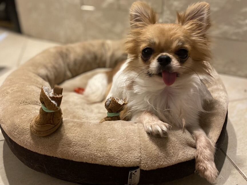 Чихуахуа микро размер 1,7 кг