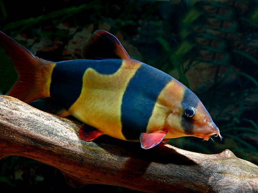 Боция клоун (Макраканта)