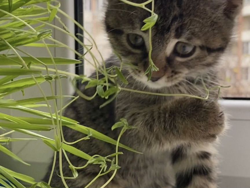 Игривая милашка ждет свою хозяйку