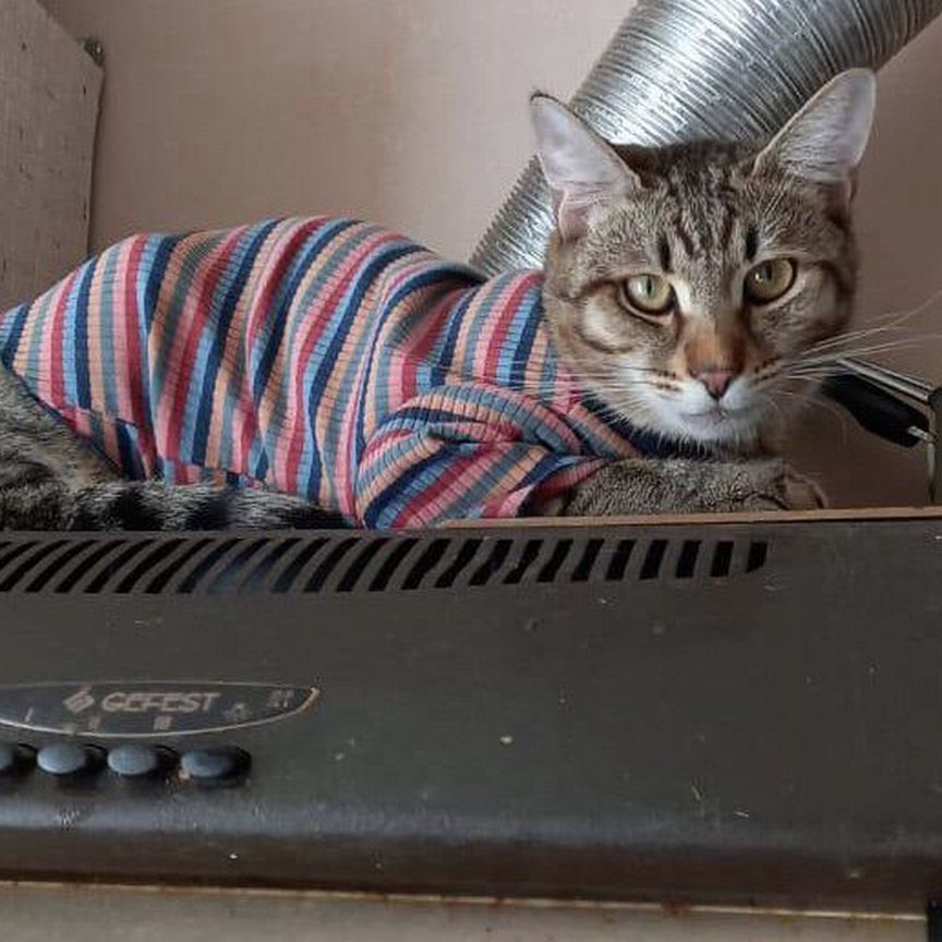 Котик ищет дом, 1 год