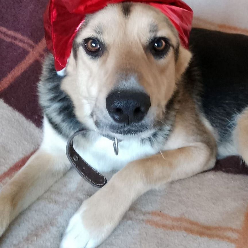 Собака в добрые руки