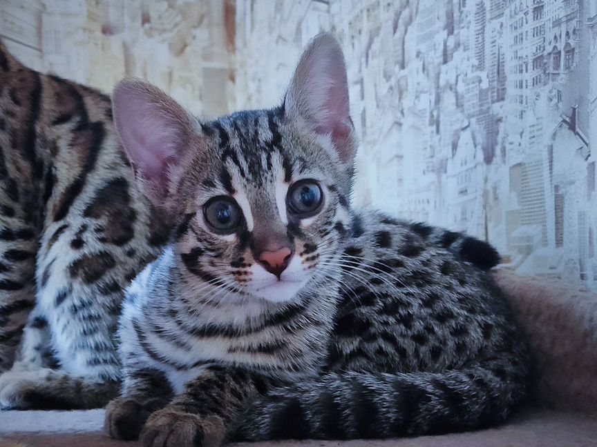 Бенгальская кошка Ф1, гибрид от алк