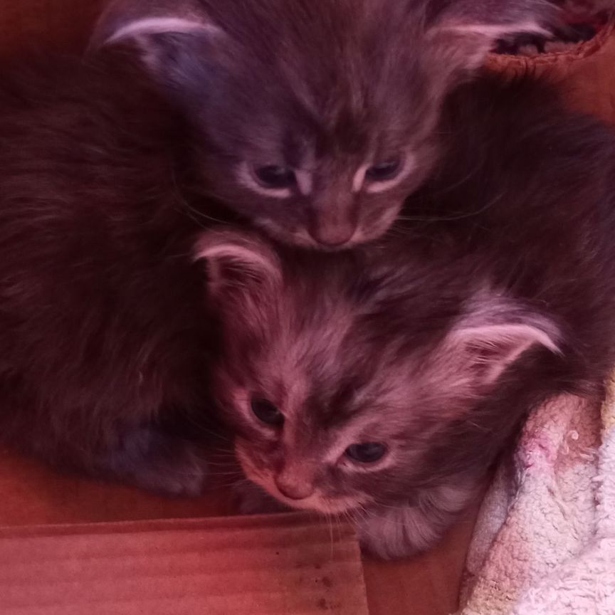 Котята мейн-кун