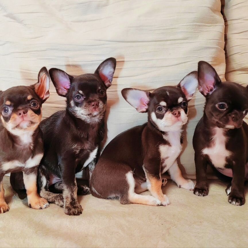 Щенки чихуахуа