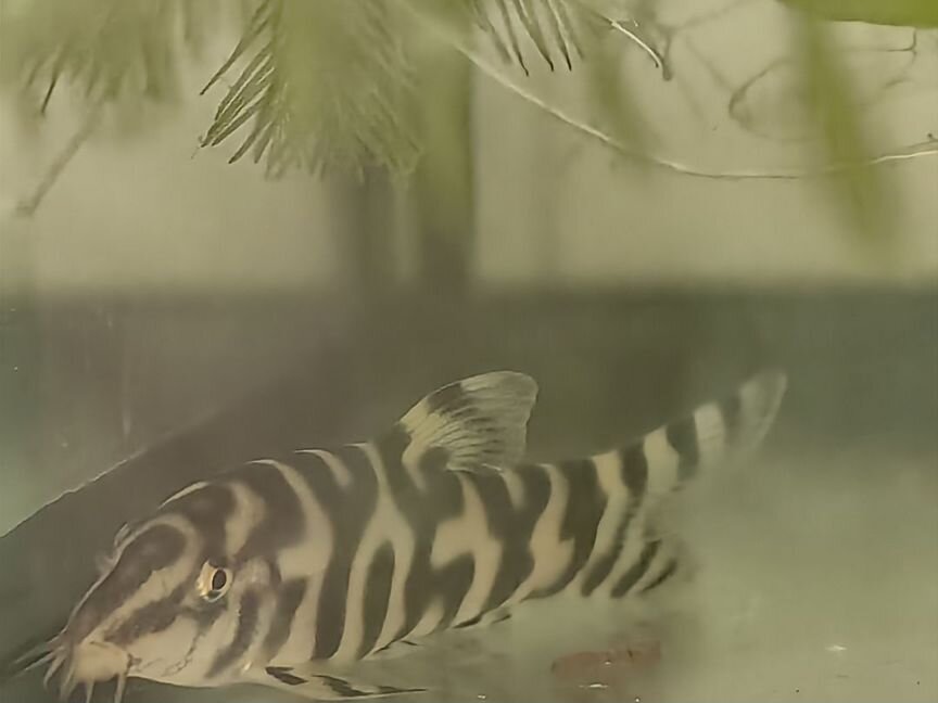 Рыбки аквариумные, сом боция