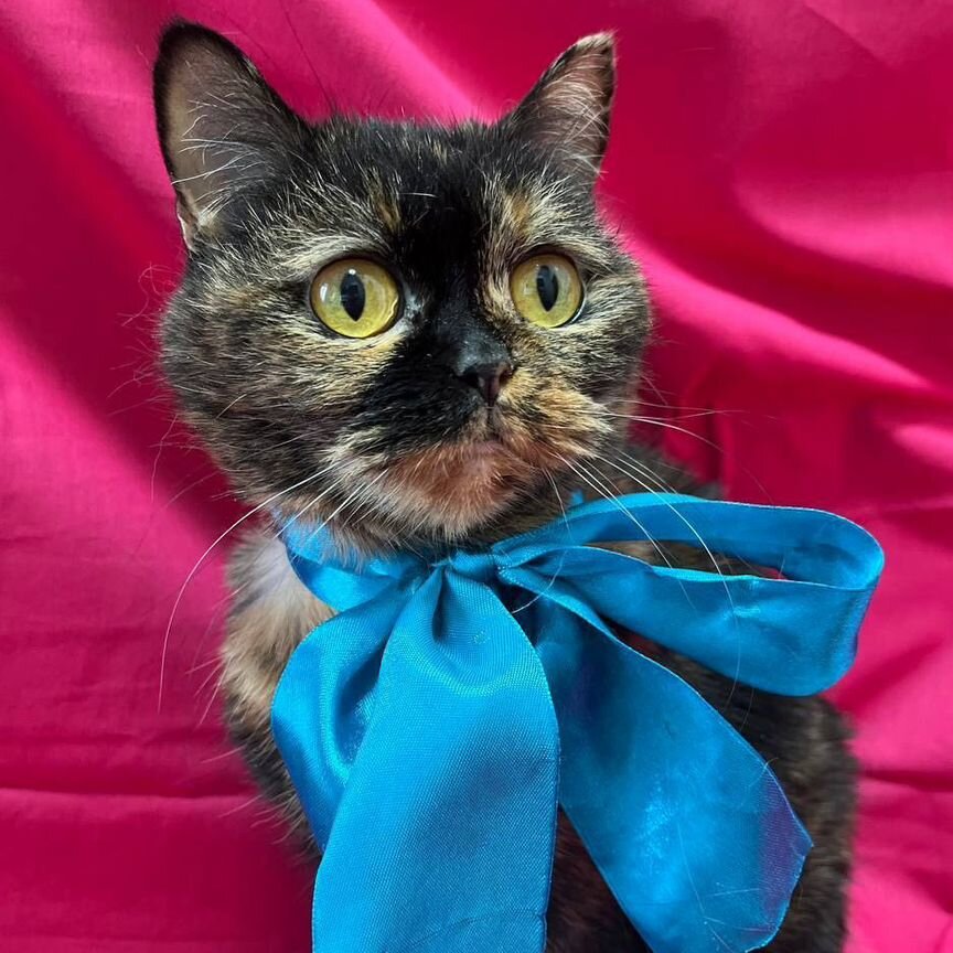 Британская короткошёрстная, взрослая кошка